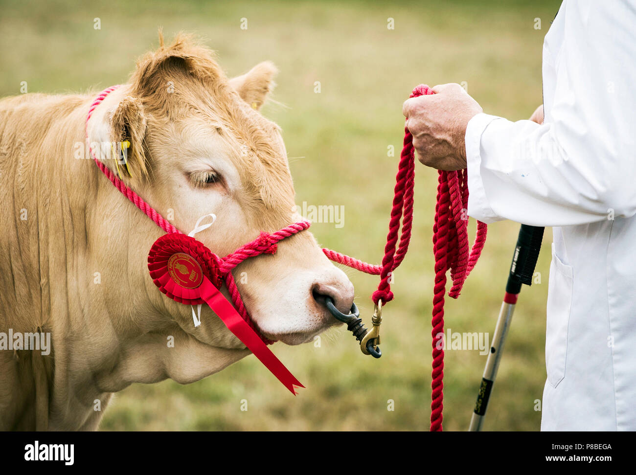 A British Blonde cow awarded a first prize on the opening day of the ...