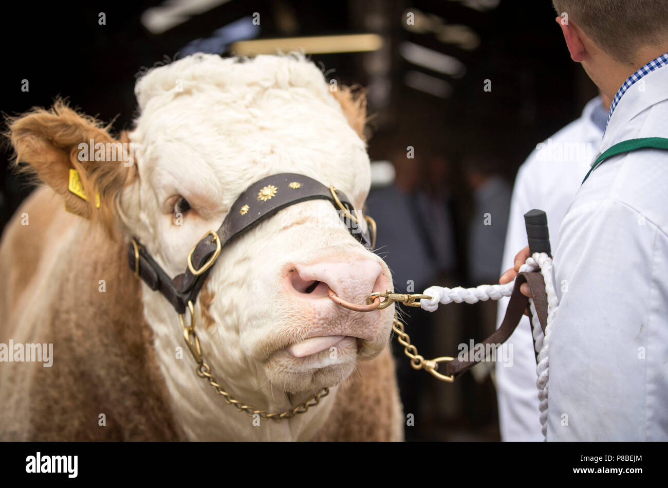 A British Simmental bull, one of 8,500 animals competing in the Great ...