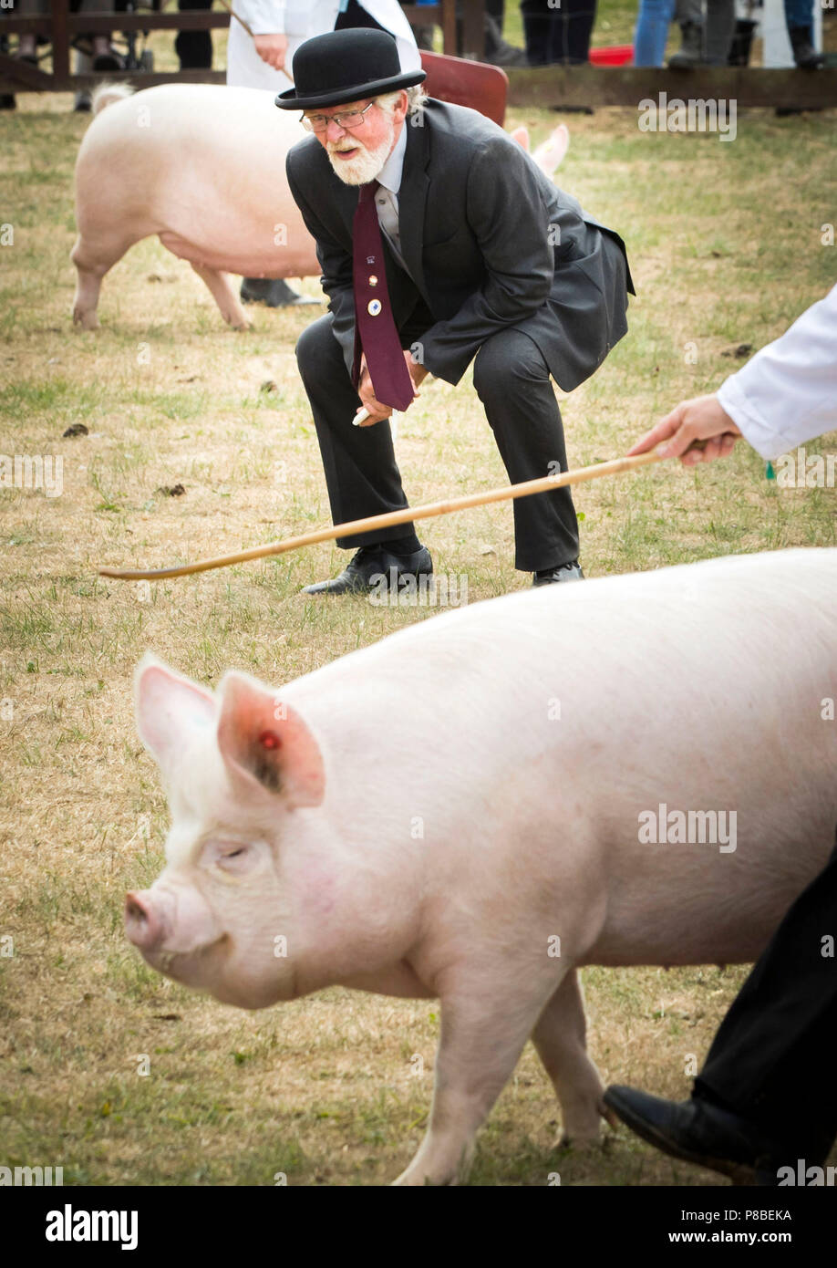 Pigs are judged during the opening day of the Great Yorkshire Show in ...