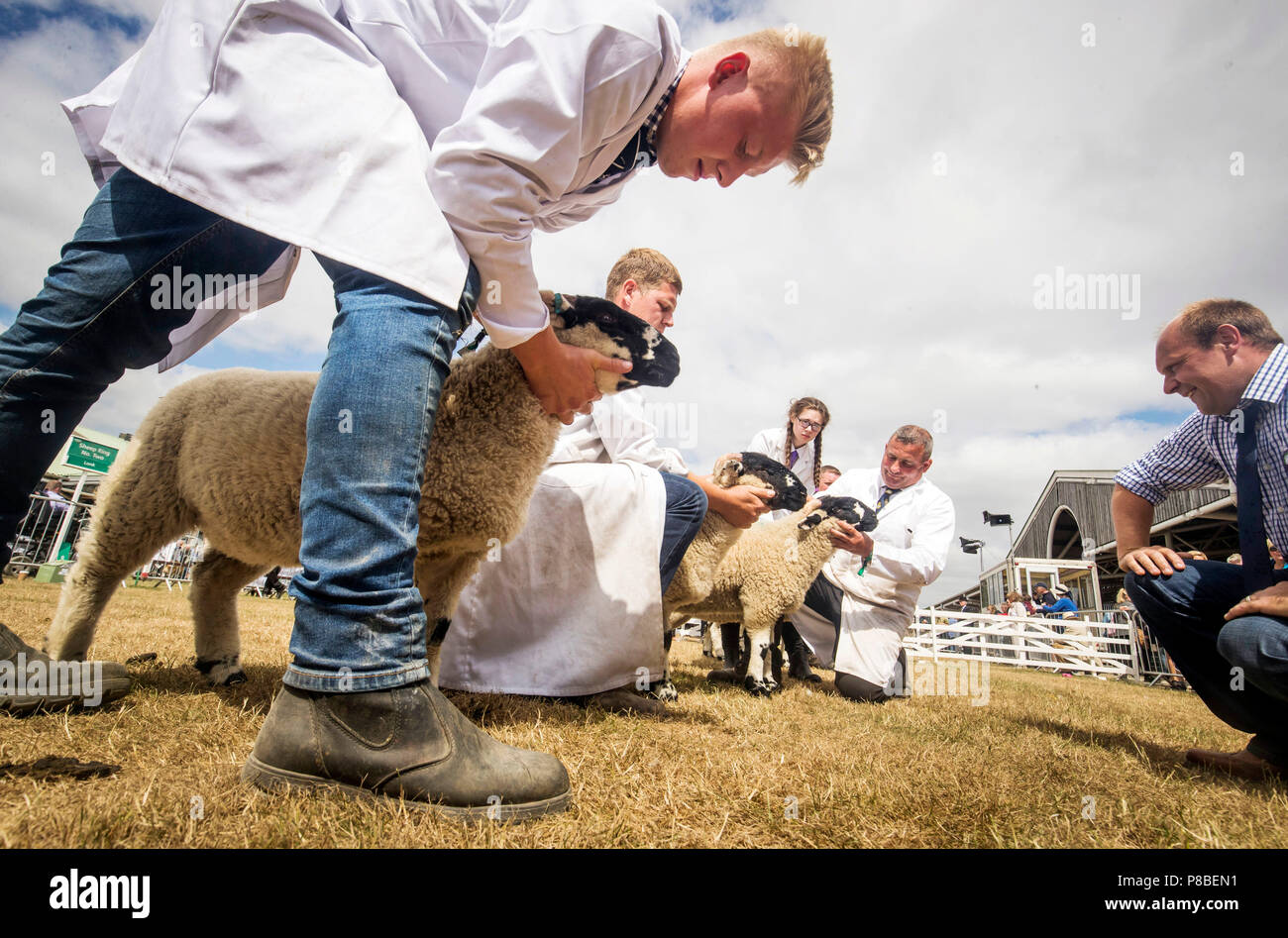 Lonk sheep are judged during the opening day of the Great Yorkshire ...