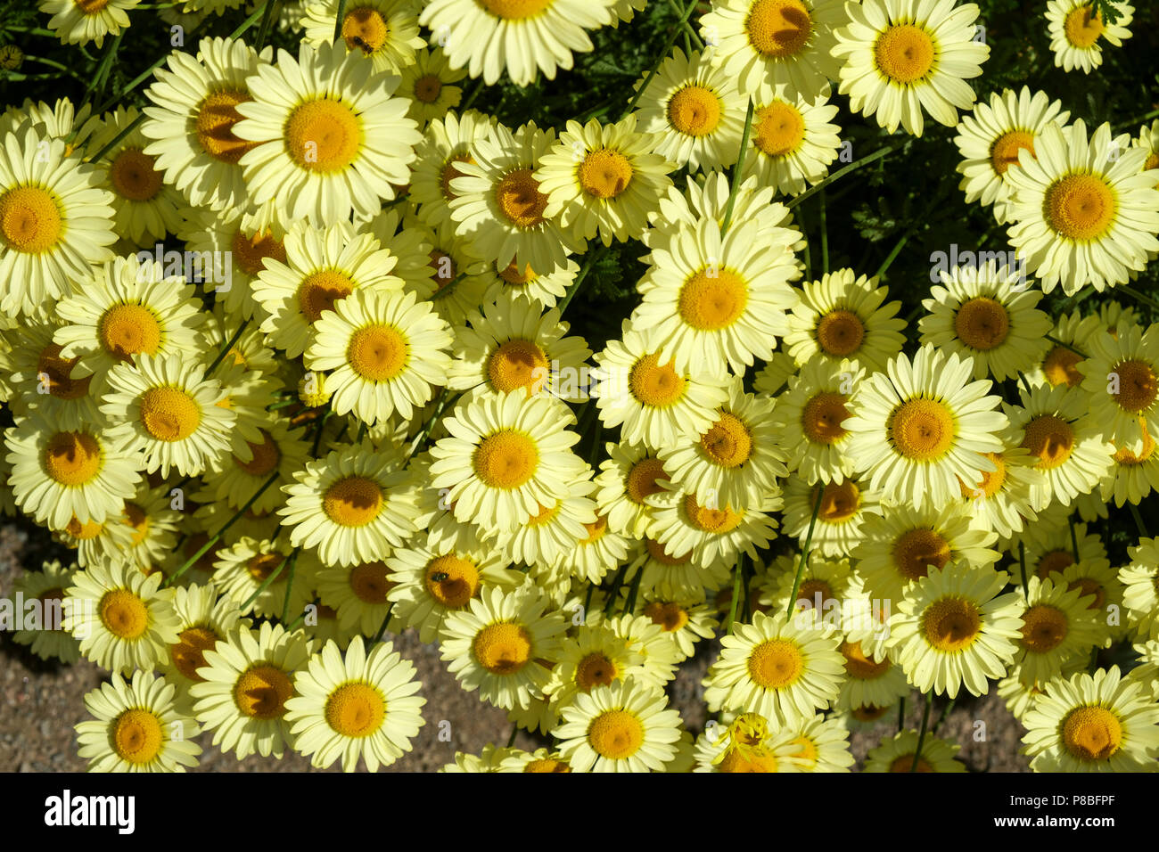Margarite hi-res stock photography and images - Alamy