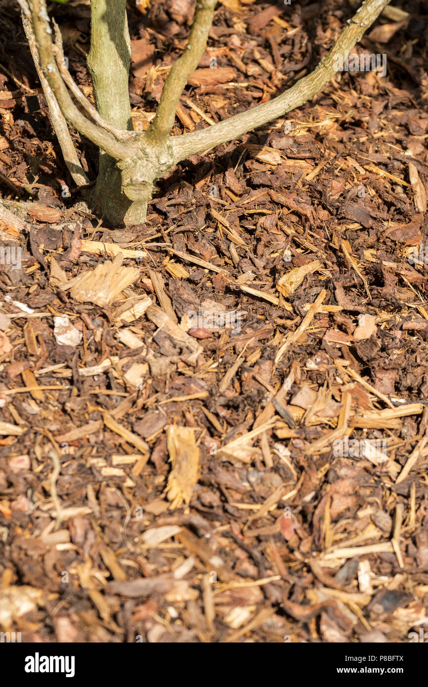 Bark chippings garden hi-res stock photography and images - Alamy