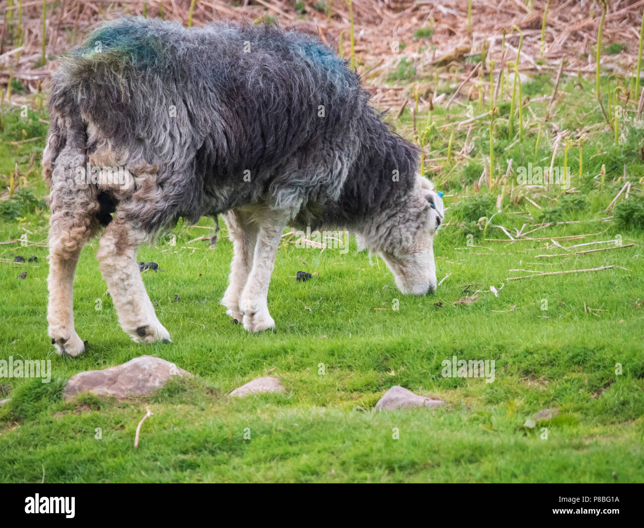 Herdwick sheep in Martindale, Lake District, Cumbria. With coarse wool ...