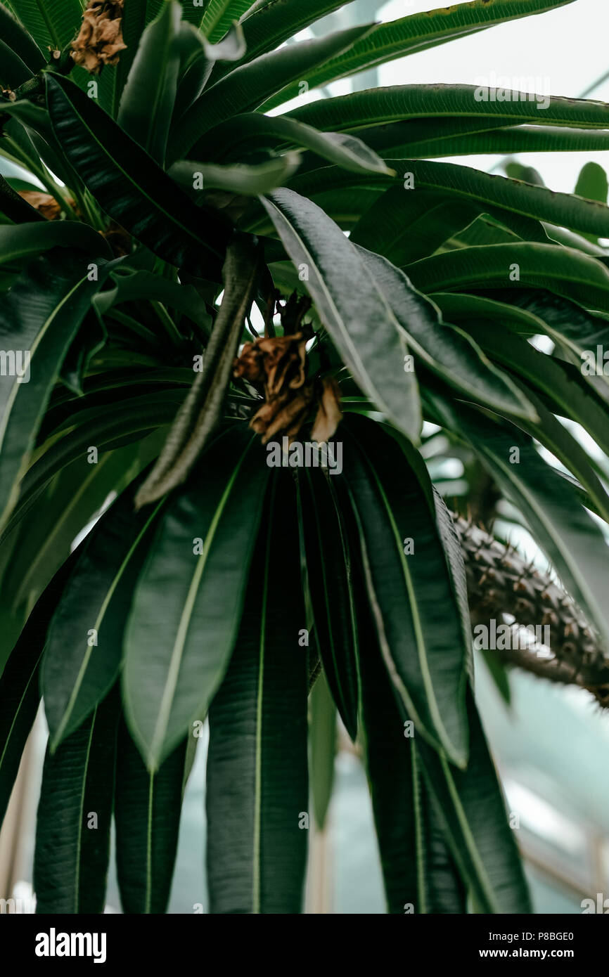close up view of plant with green leaves Stock Photo - Alamy