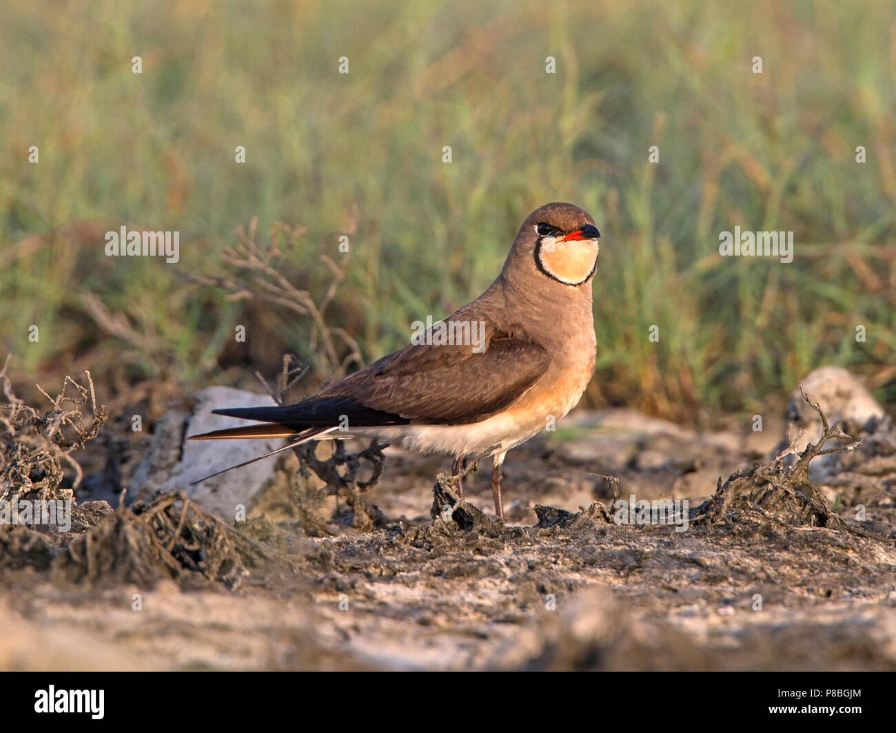 Collared pratincole hi-res stock photography and images - Alamy