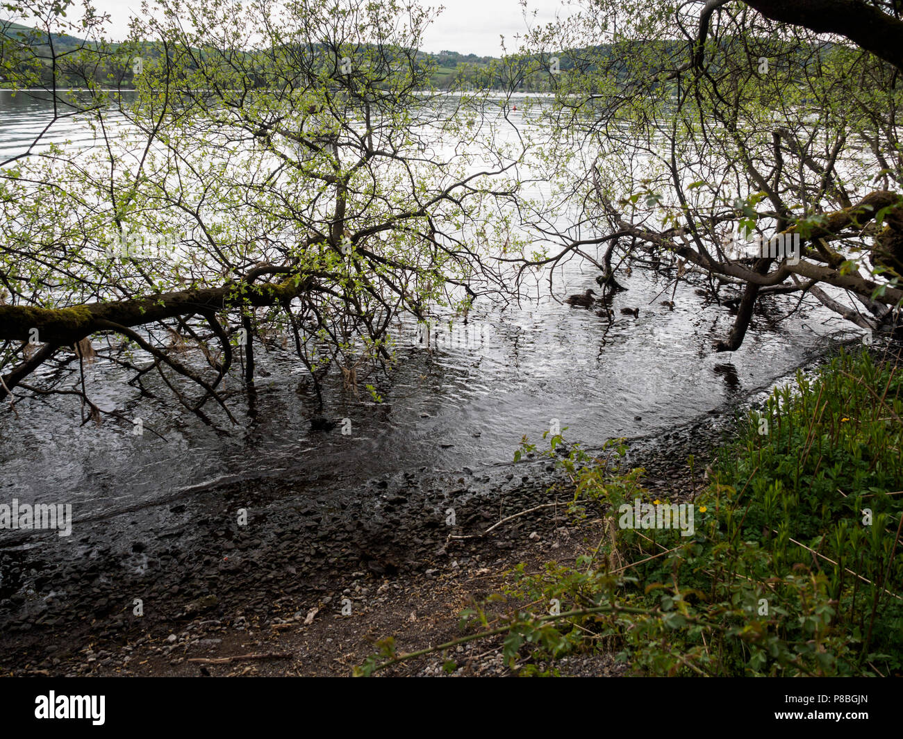 Ullswater, English Lake District. Trees on the lake shore Stock Photo ...