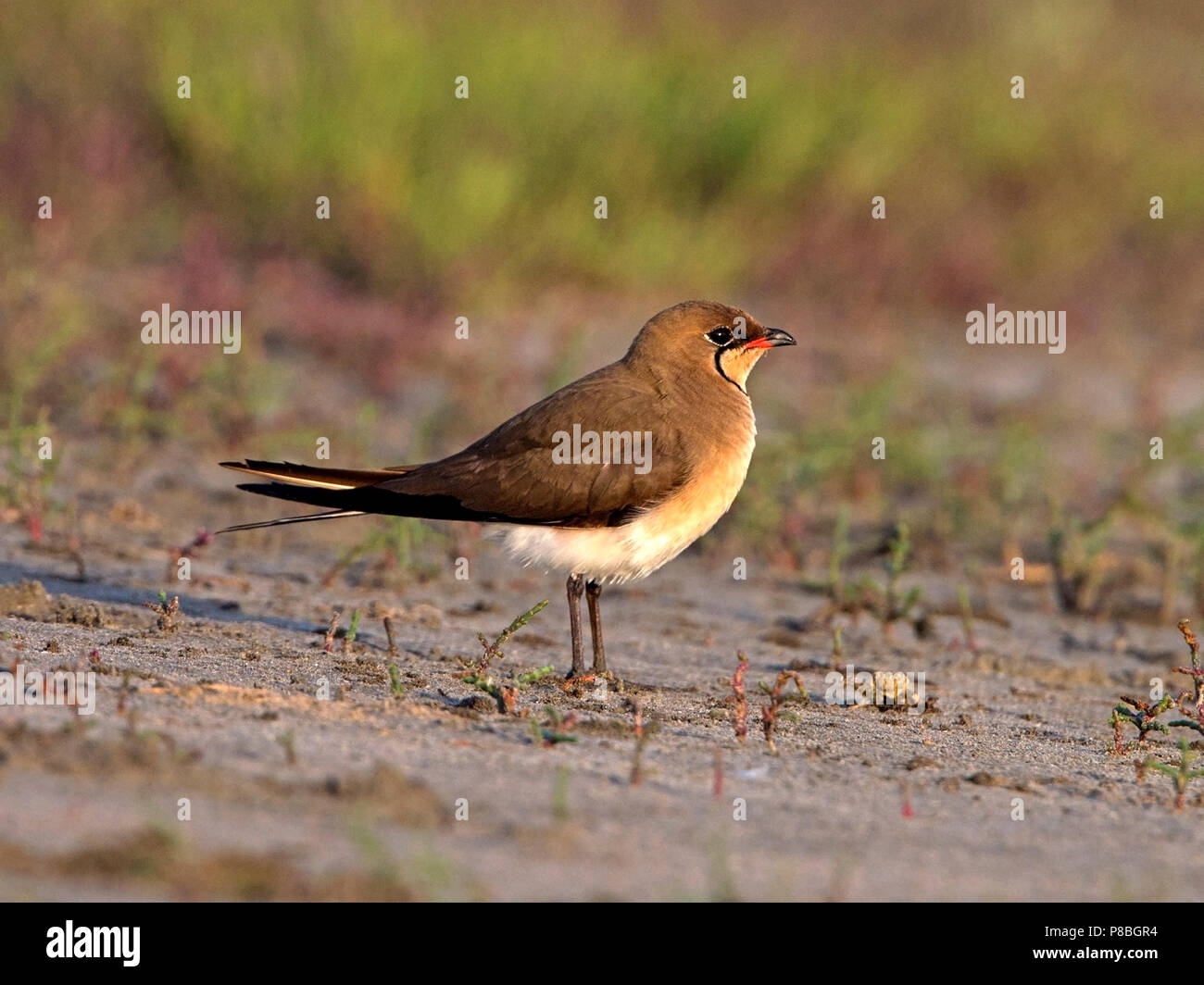 Collared pratincole hi-res stock photography and images - Alamy