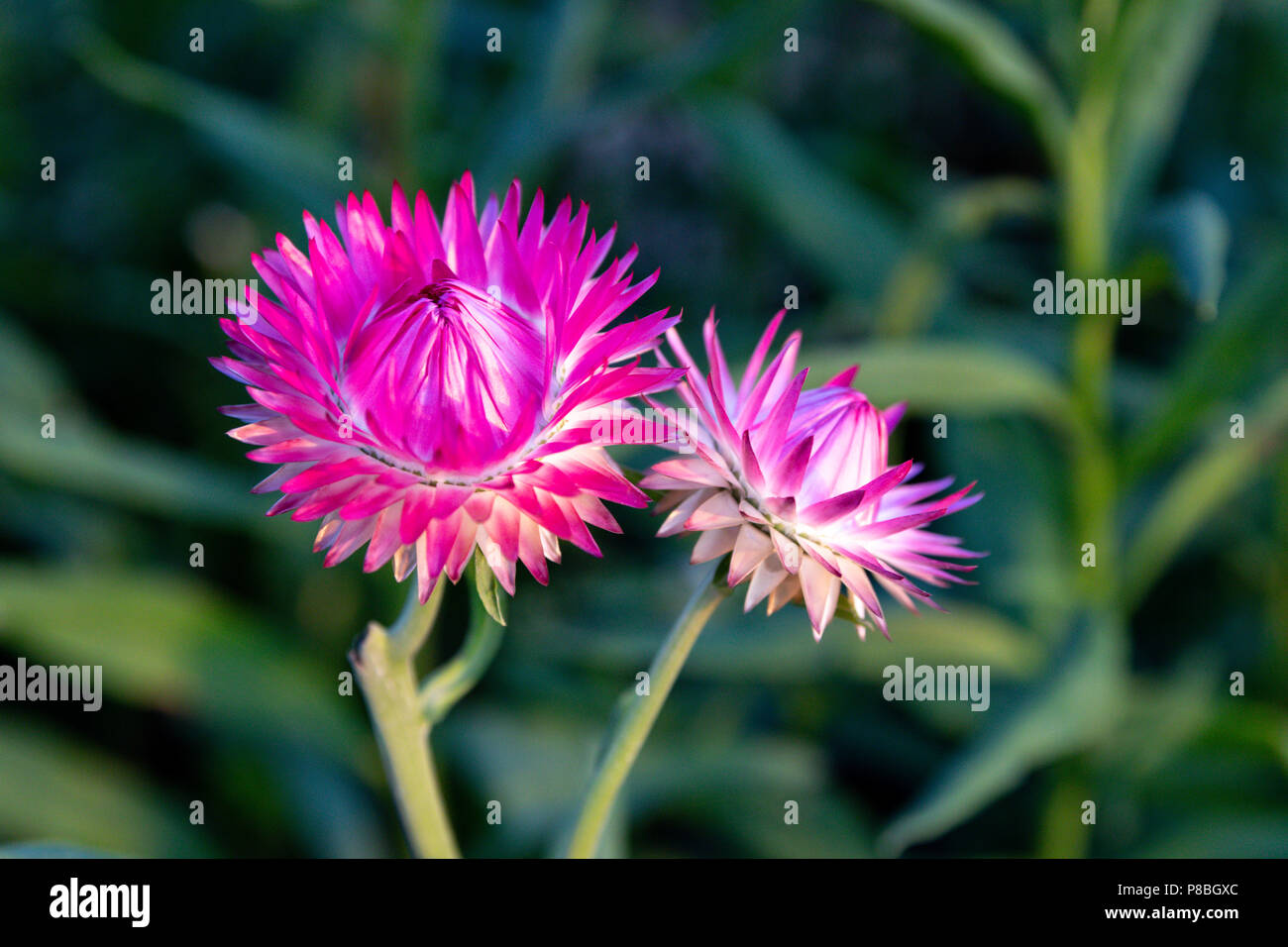 Everlasting flowers hi-res stock photography and images - Alamy