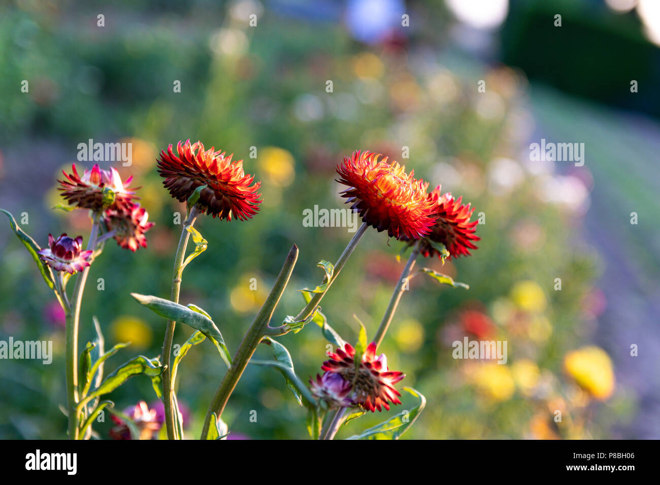 Everlasting flowers hi-res stock photography and images - Alamy