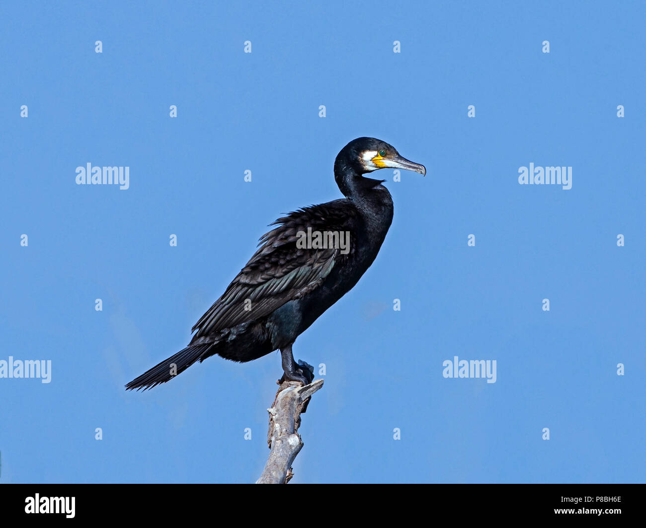 Cormorant phalacrocorax carbo perched hi-res stock photography and ...