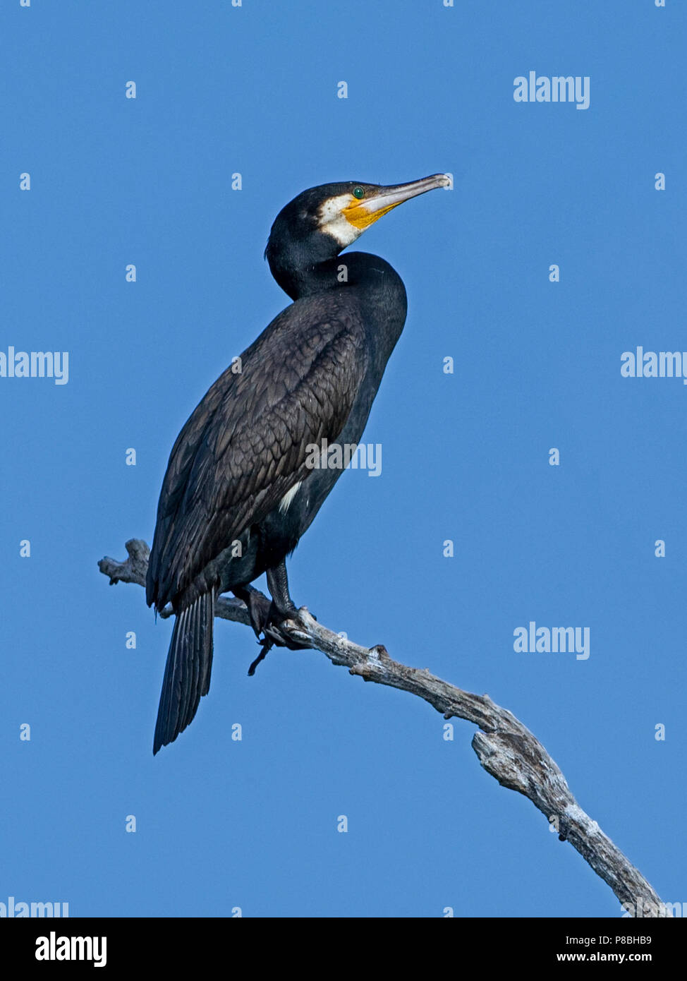 Birds cormorant hi-res stock photography and images - Alamy
