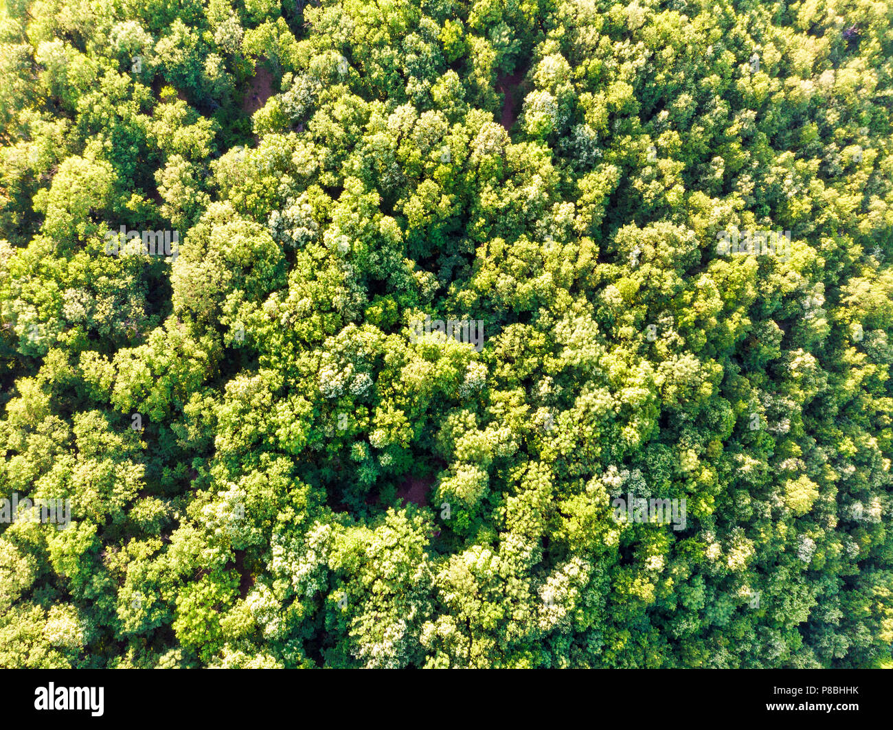 Trees top view hi-res stock photography and images - Alamy