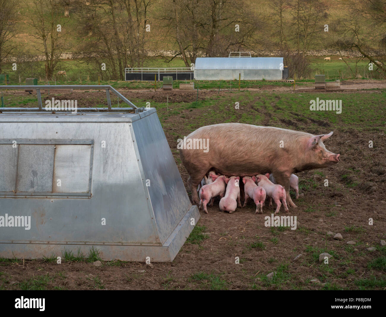 Pigs in outdoor organic free range breeding environment, Slitrig river ...