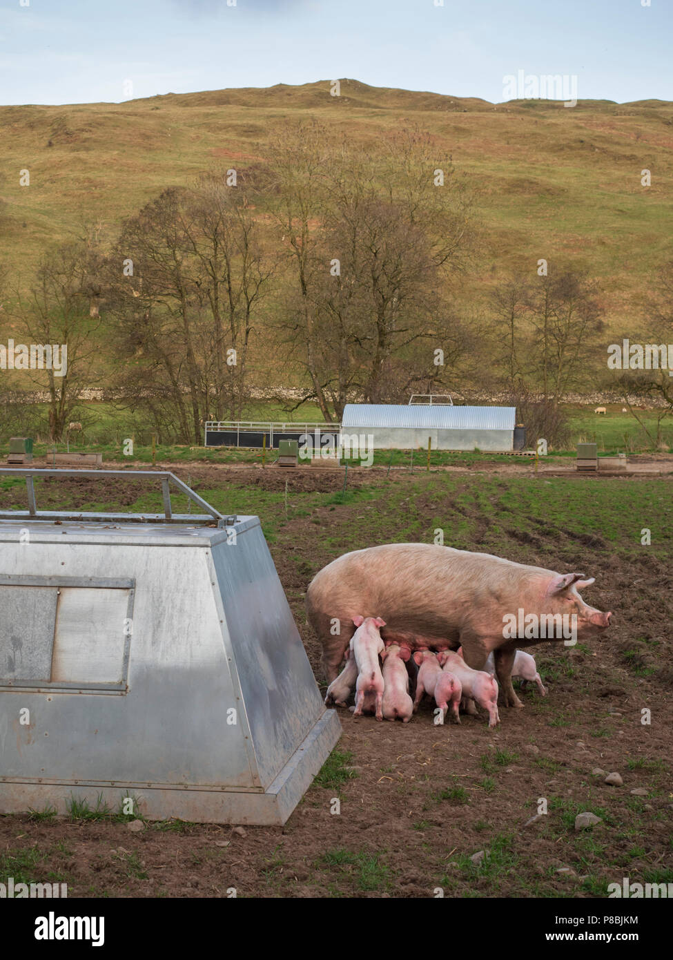 Pigs in outdoor organic free range breeding environment, Slitrig river ...