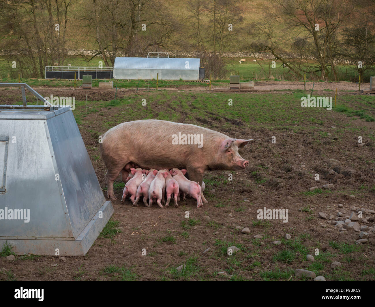 Pigs in outdoor organic free range breeding environment, Slitrig river ...