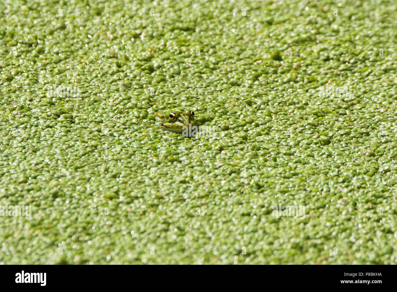 Green puddle frog hi-res stock photography and images - Alamy