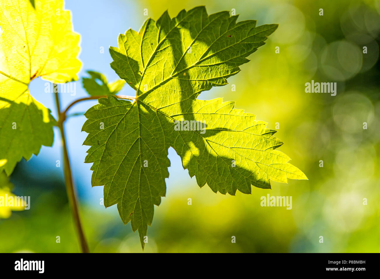 Hops leaf hi-res stock photography and images - Alamy