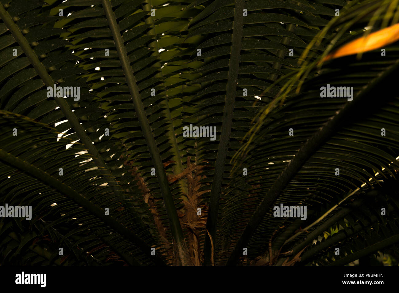 Gum Palm (Dioon spinulosum Stock Photo - Alamy