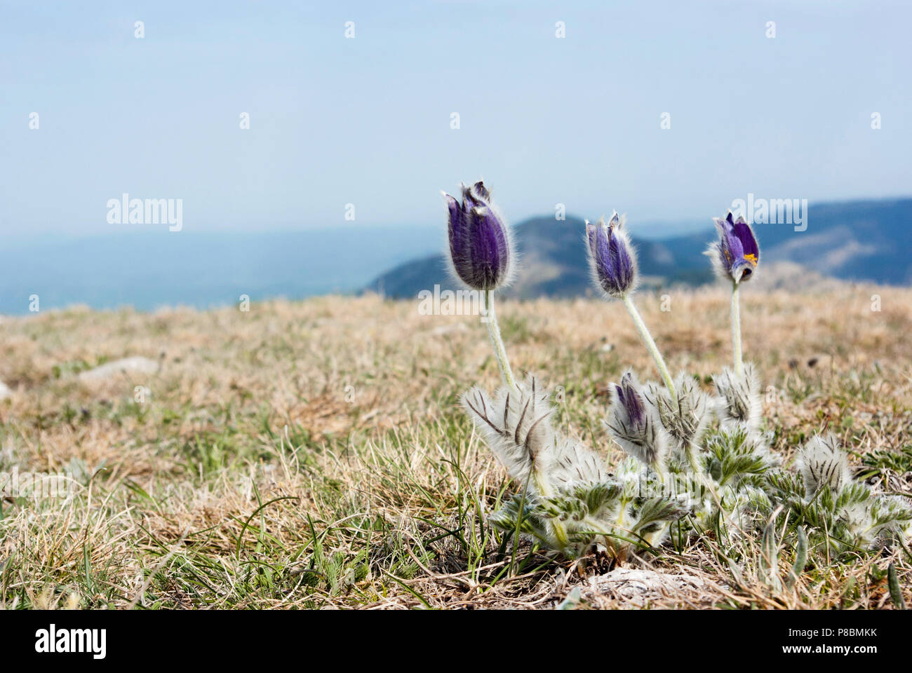 spring flowers growing in beautiful mountains Stock Photo - Alamy