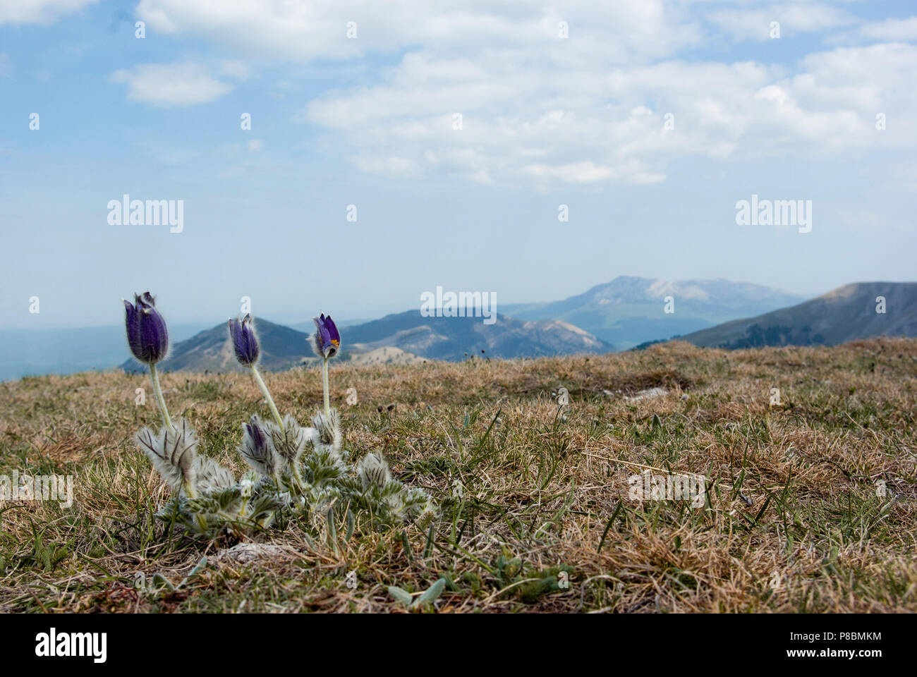 spring flowers growing in beautiful mountains Stock Photo - Alamy