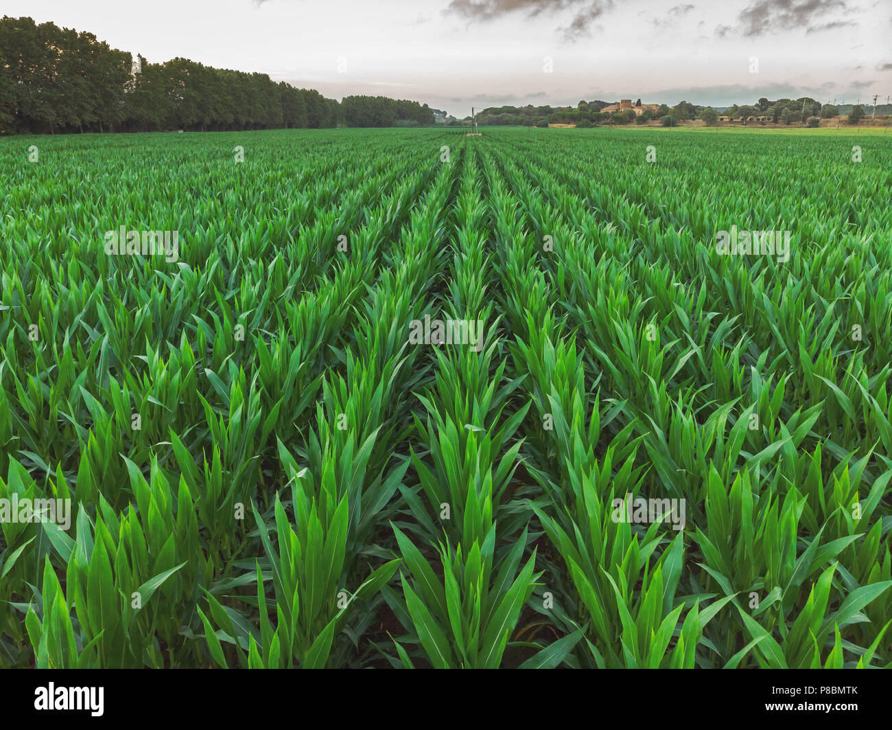 Aerial view maize hi-res stock photography and images - Alamy
