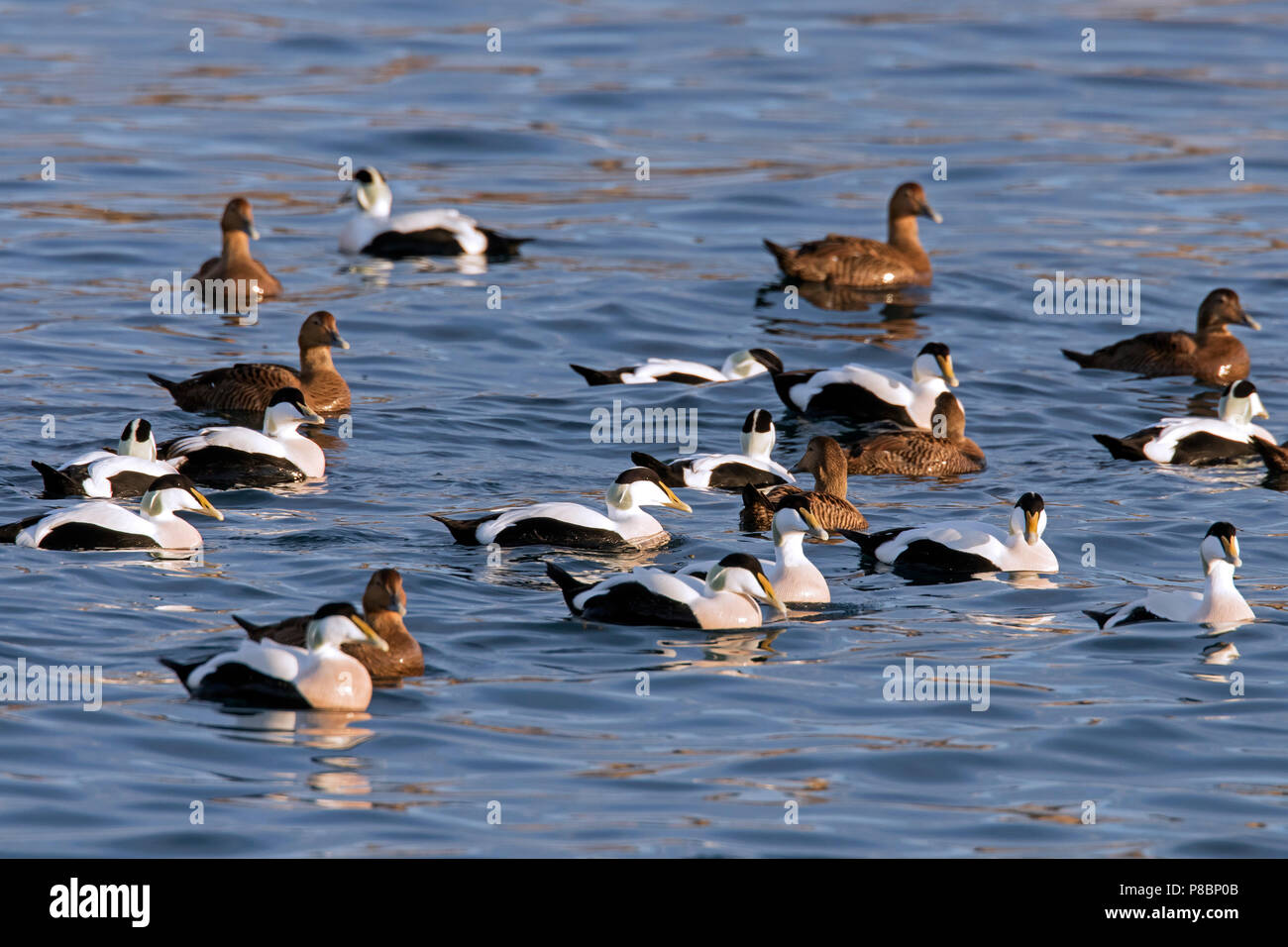 Common eider (Somateria mollissima) flock with males and females ...