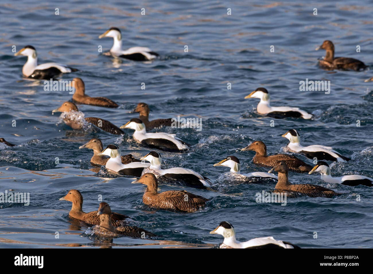Females and males hi-res stock photography and images - Alamy
