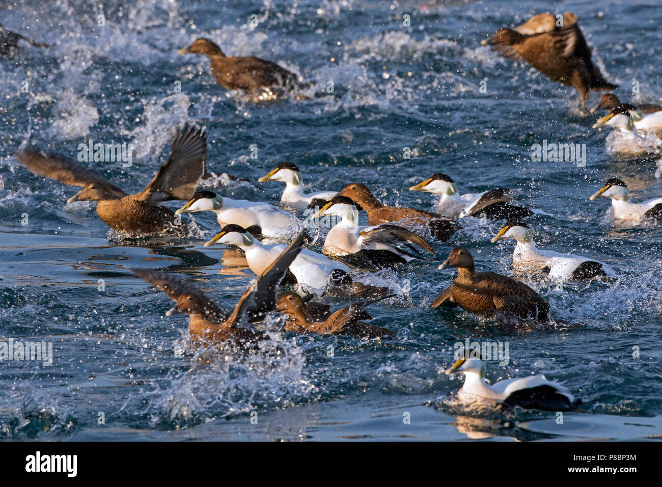 Common eider (Somateria mollissima) flock with males and females taking ...