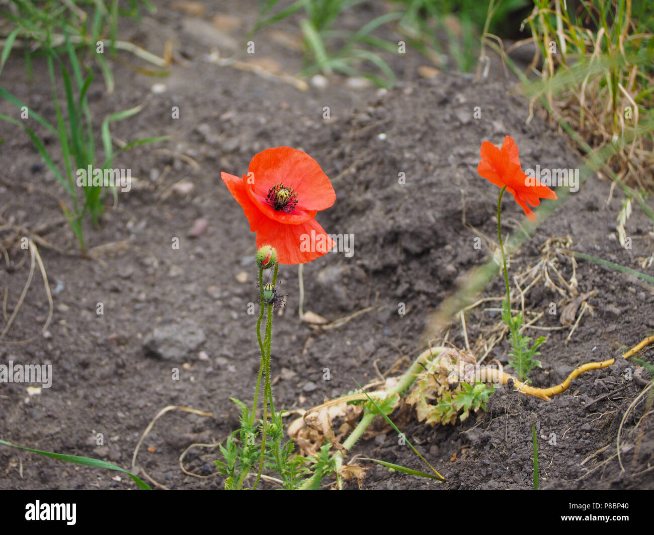 red papaver (Papaveraceae) aka Poppy flower bloom Stock Photo - Alamy