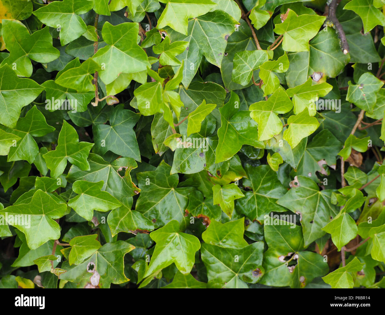 ivy (Hedera) plant useful as a background Stock Photo - Alamy