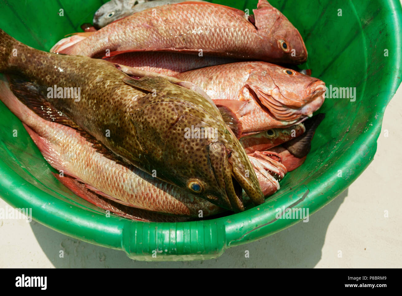 Catch red snapper close up, top view Stock Photo - Alamy