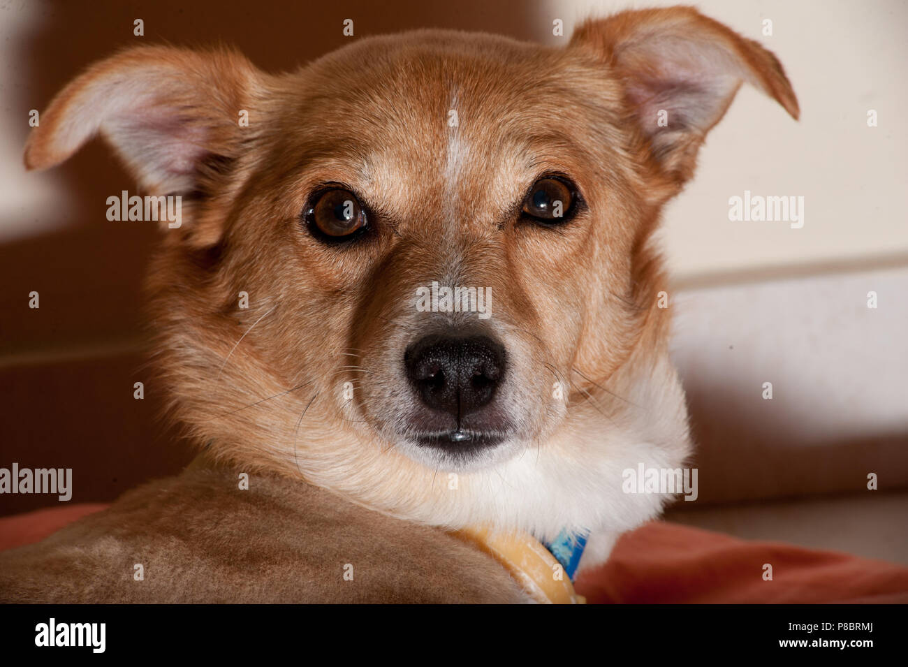 Zoom dog face hi-res stock photography and images - Alamy