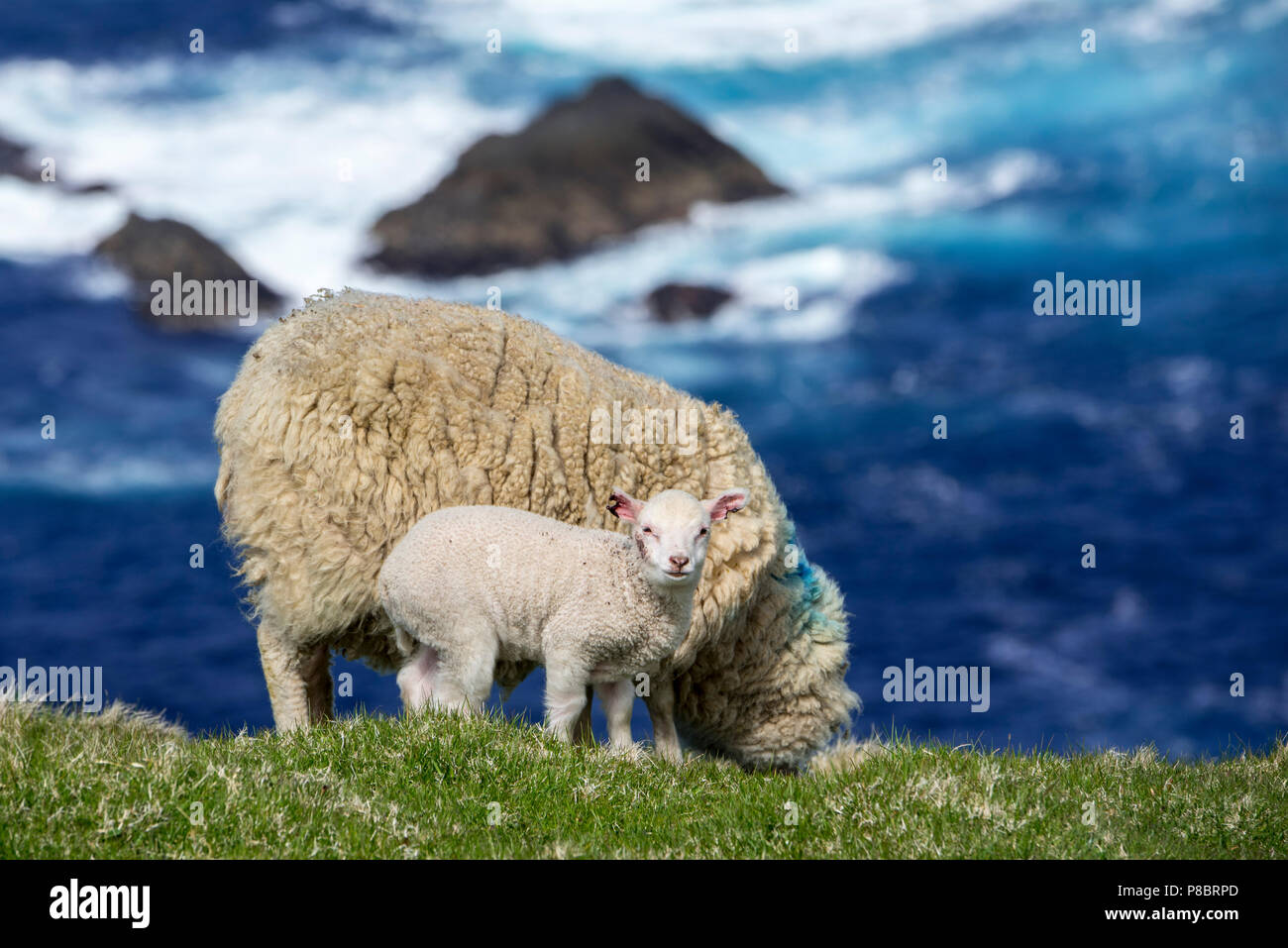 White sheep ewe and lamb with damaged ears grazing grass on sea ...