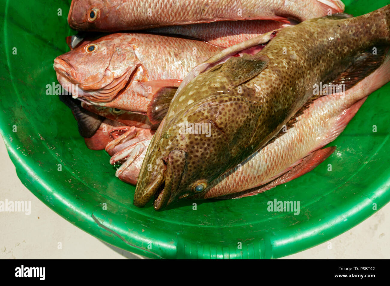 Catch red snapper close up, top view Stock Photo - Alamy