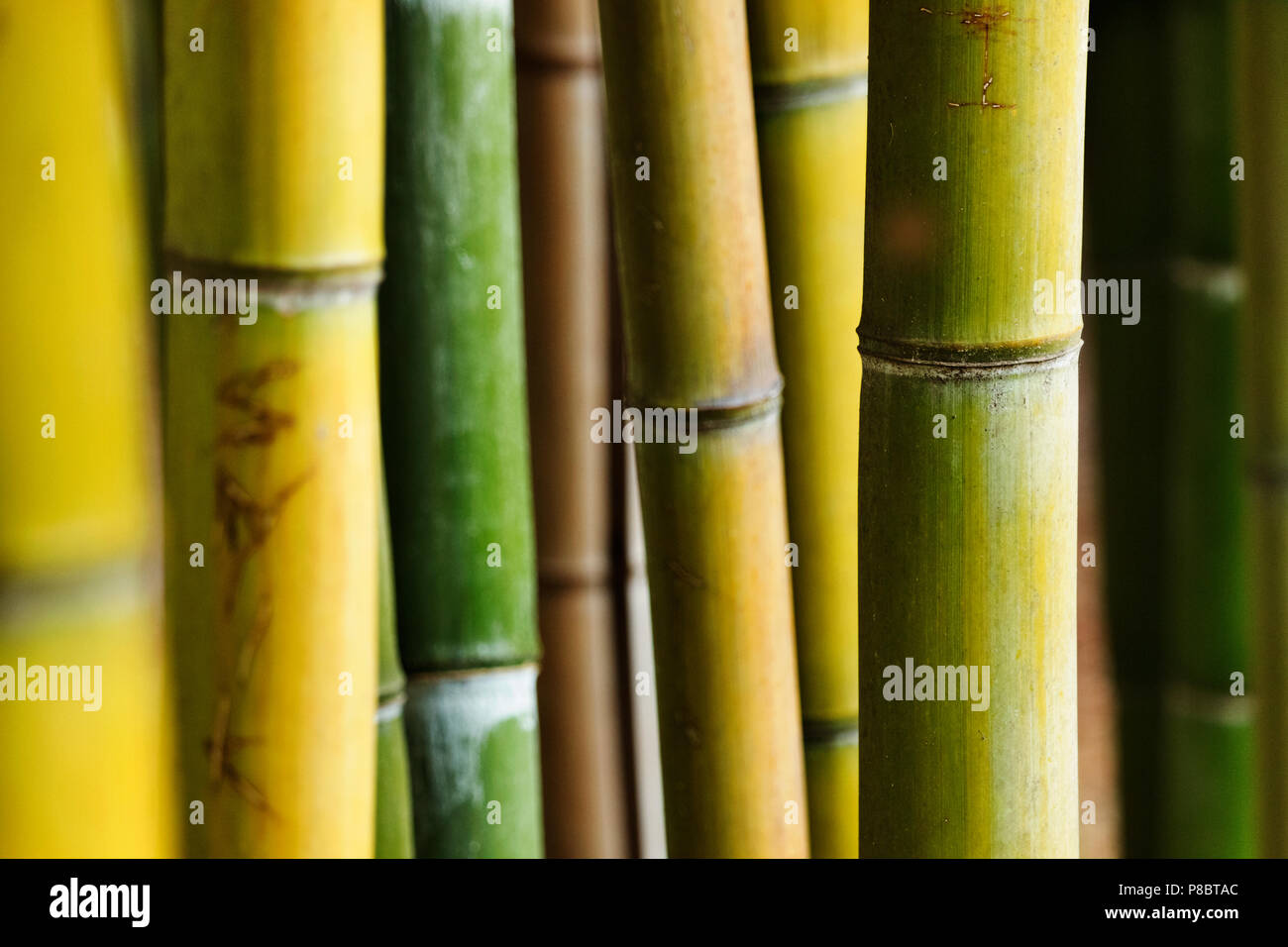 Bamboo forest,colors from green to yellow and brown ,selective focus ...