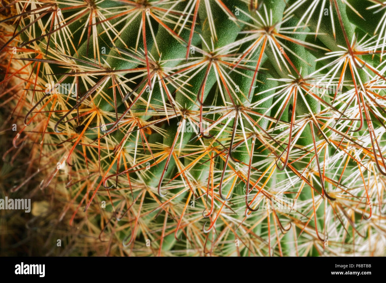 Areole Stock Photos & Areole Stock Images - Alamy