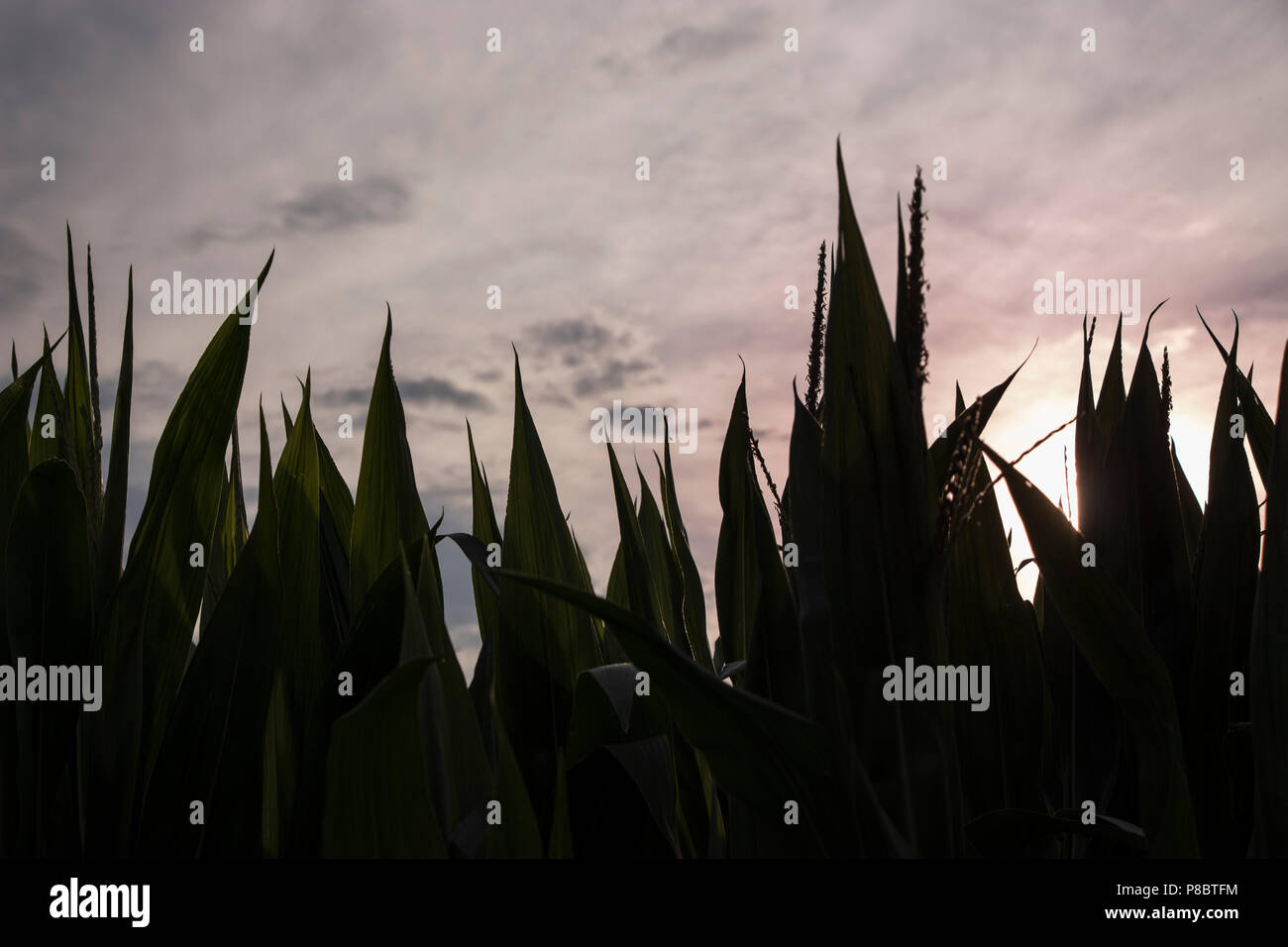 Big corn hi-res stock photography and images - Alamy