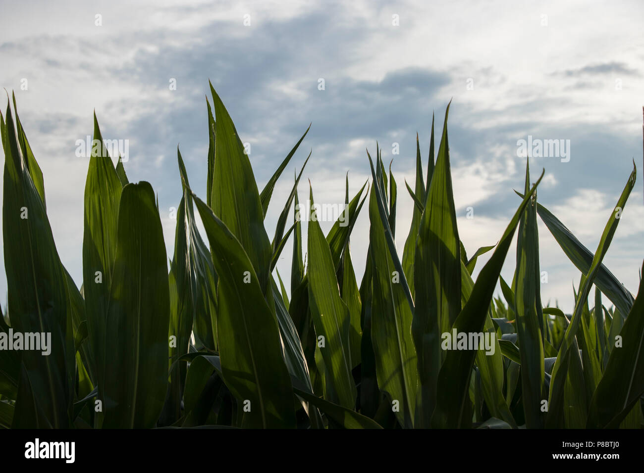 Big corn field hi-res stock photography and images - Alamy