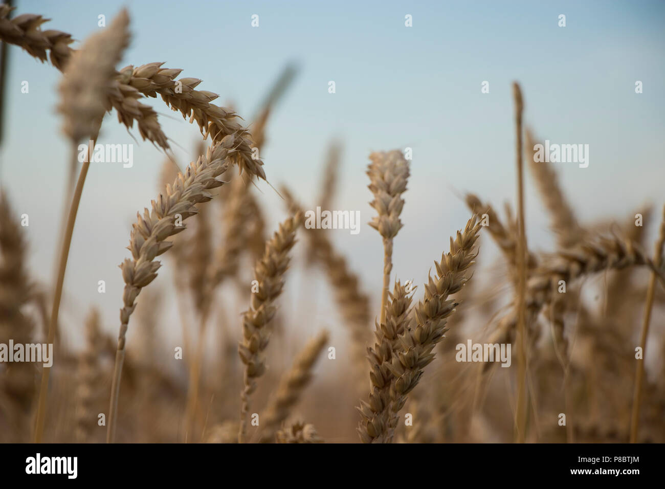 Grain stalks hi-res stock photography and images - Alamy