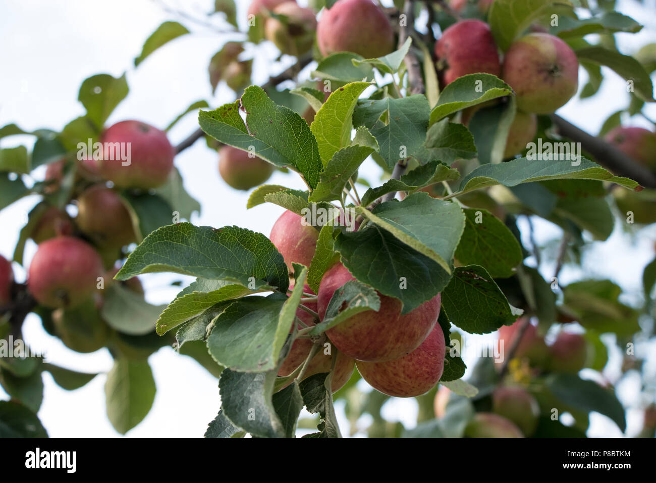 an apple tree with ripe apples Stock Photo - Alamy