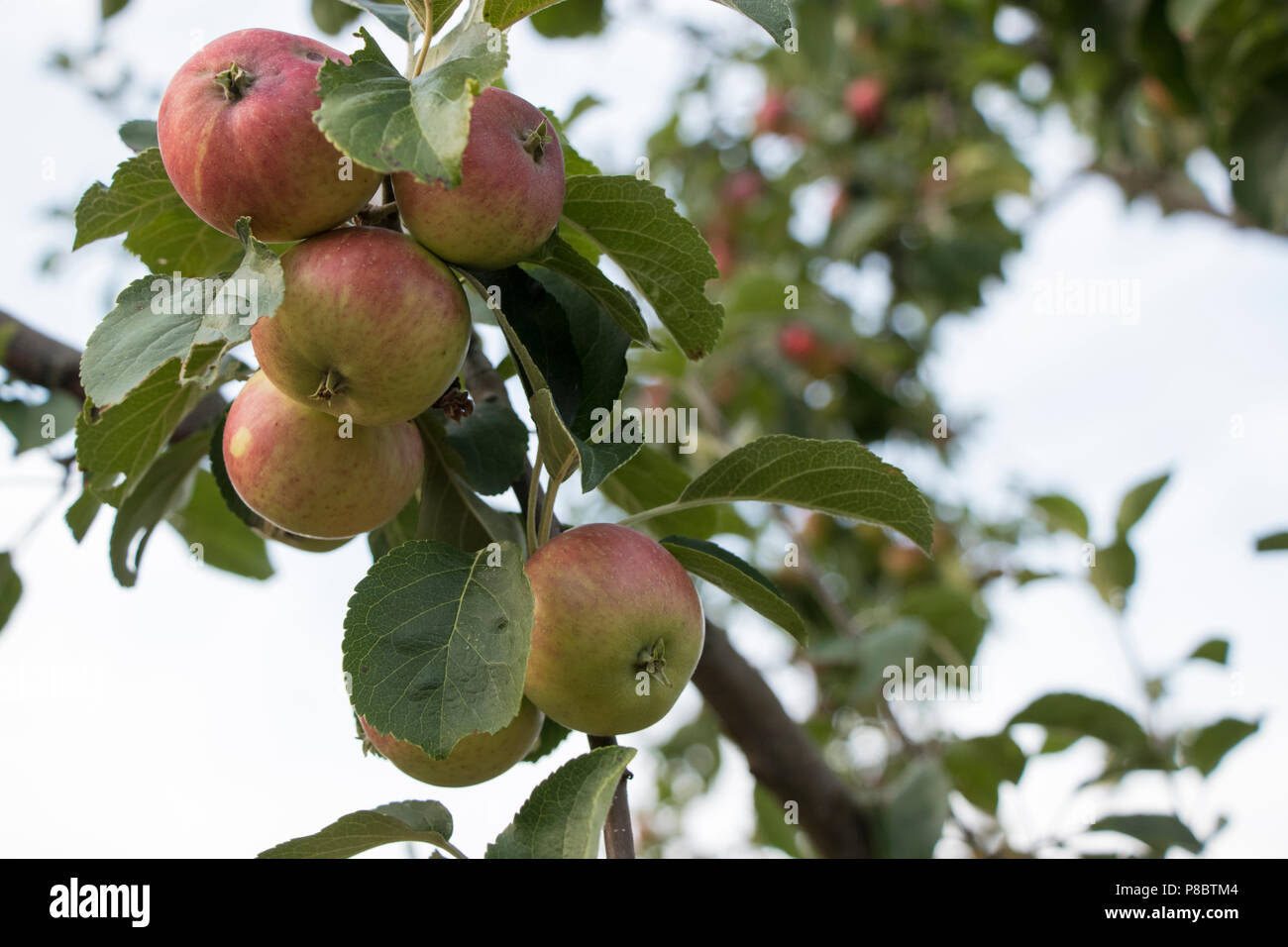 Apples fall tree hi-res stock photography and images - Alamy
