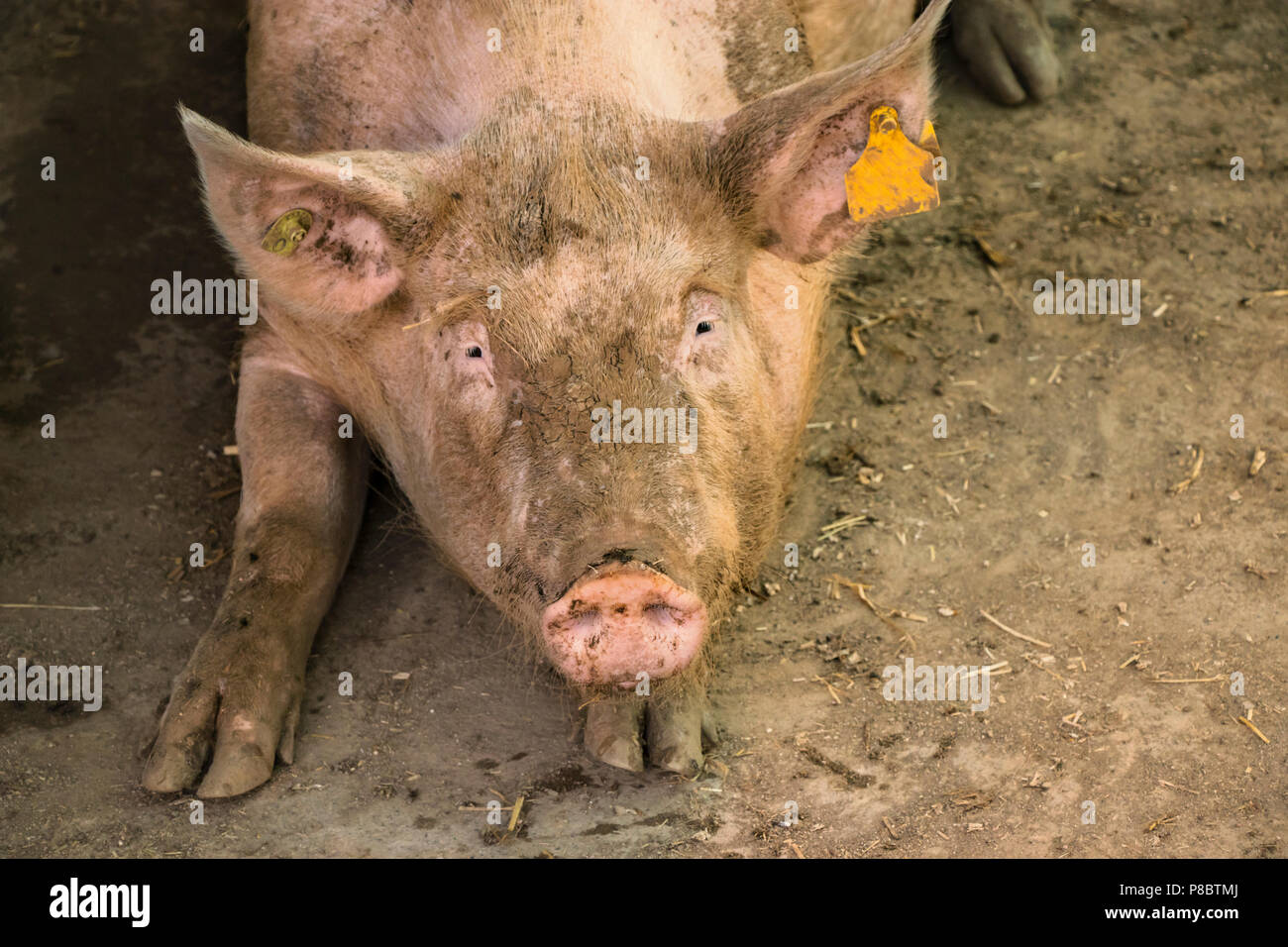 Pig Pen Clean Pigs Stock Photos & Pig Pen Clean Pigs Stock Images - Alamy