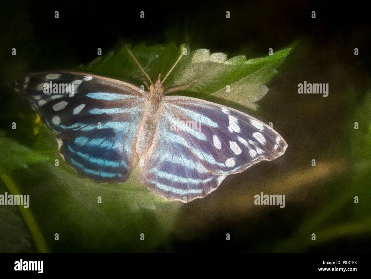 Butterfly resting on a plant Stock Photo - Alamy