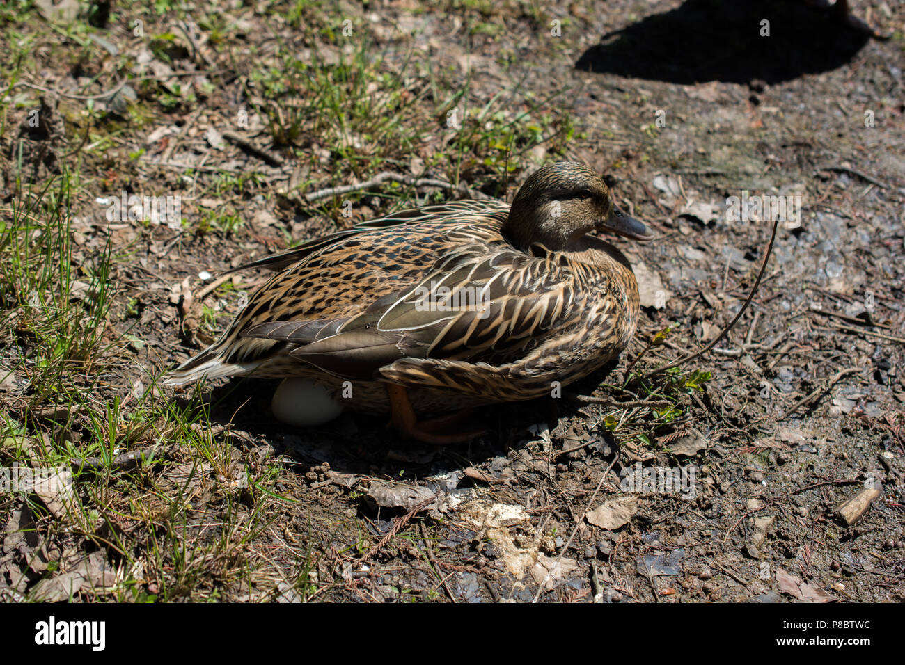 Wild duck sitting on egg by the side of a pond Stock Photo - Alamy