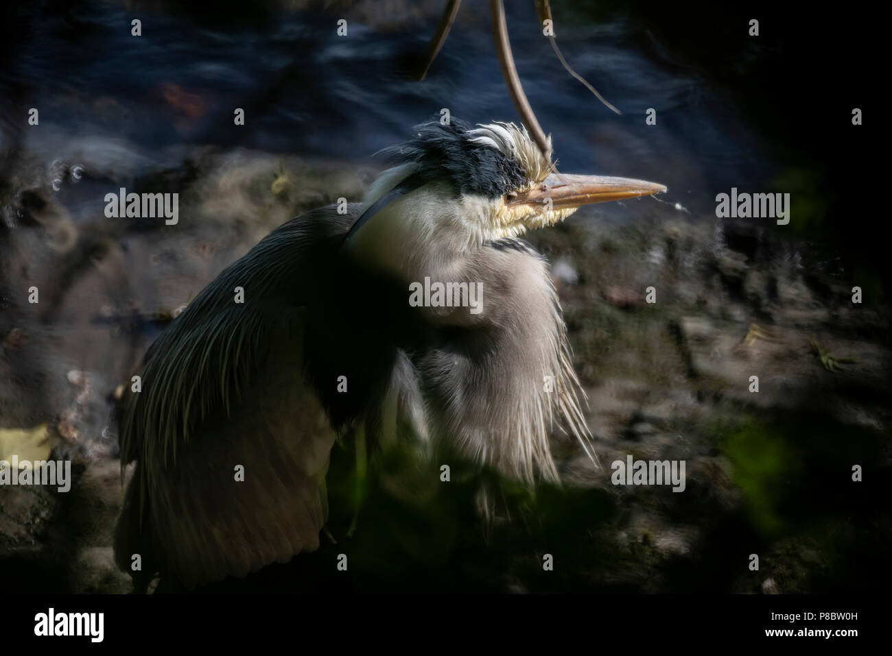 A grey heron dries off on a rock next to the River Tweed in Kelso ...