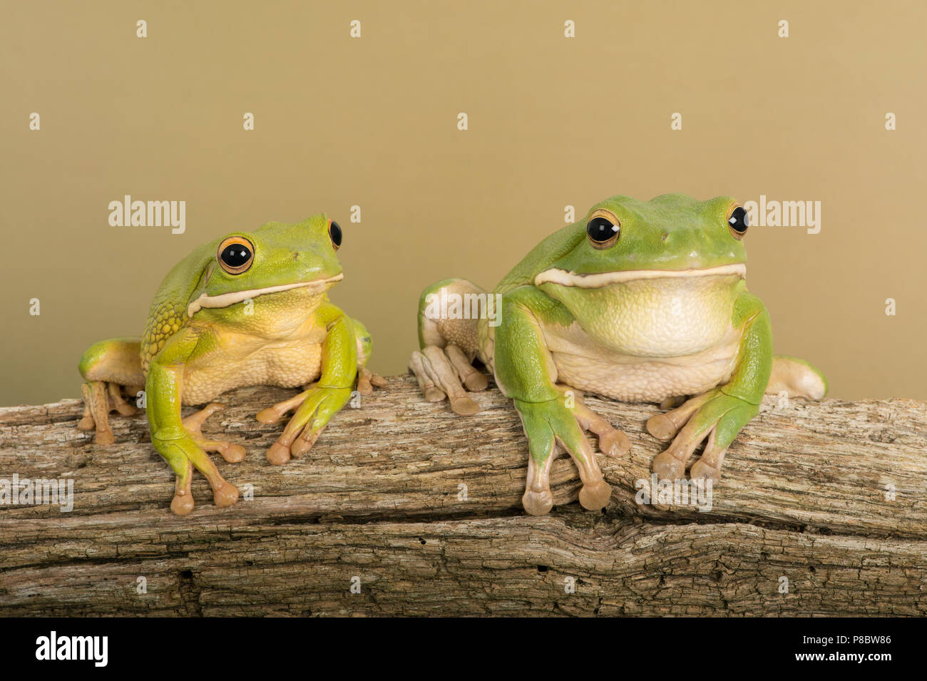 White Lipped Green Tree Frog Stock Photos & White Lipped Green Tree ...