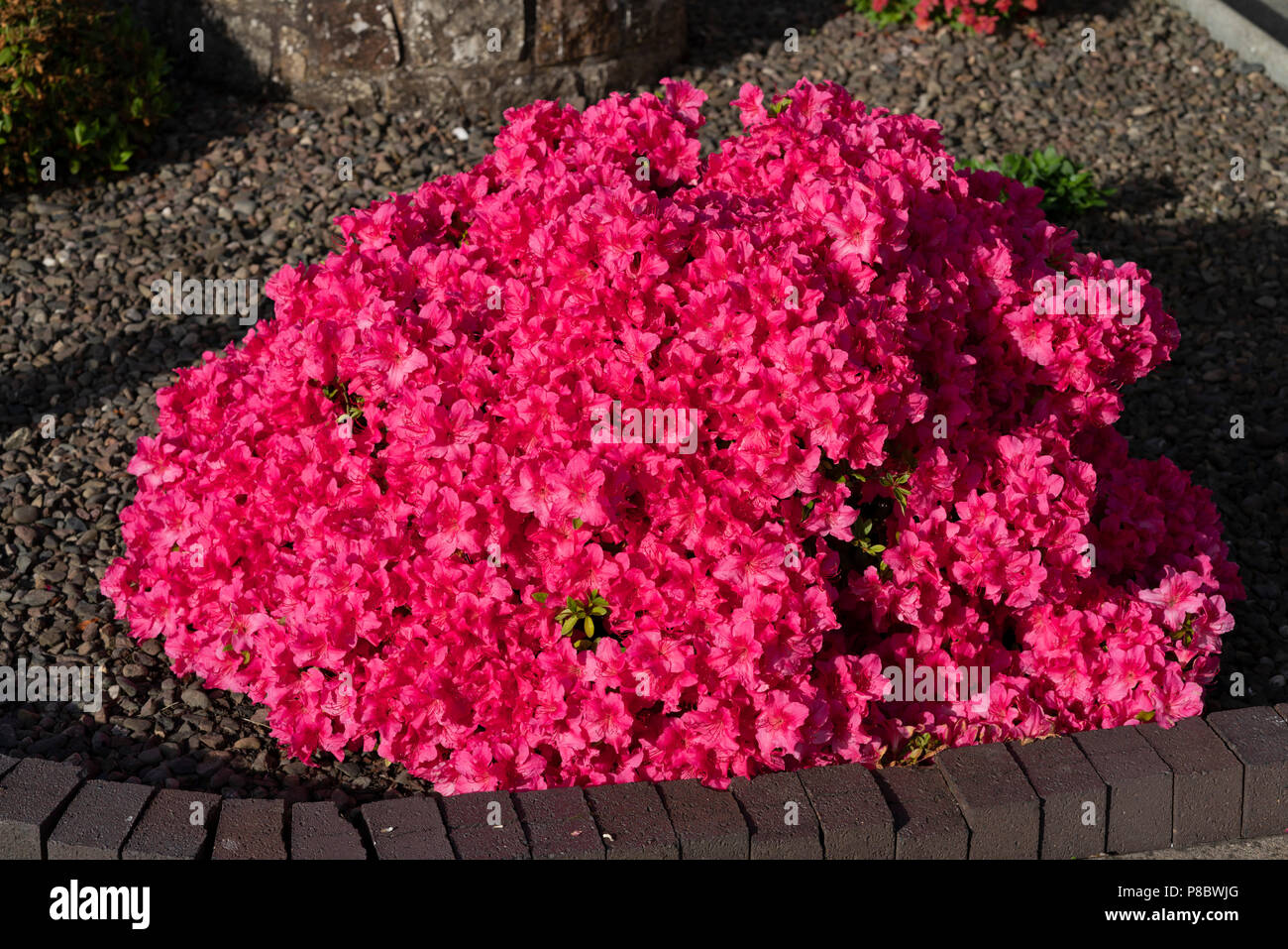 Miniature or dwarf pink rhododendron bush Stock Photo - Alamy