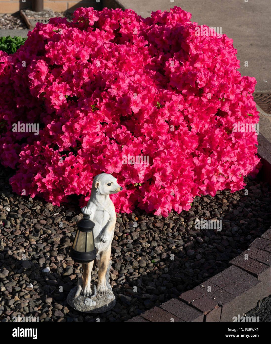 Miniature rhododendron hi-res stock photography and images - Alamy