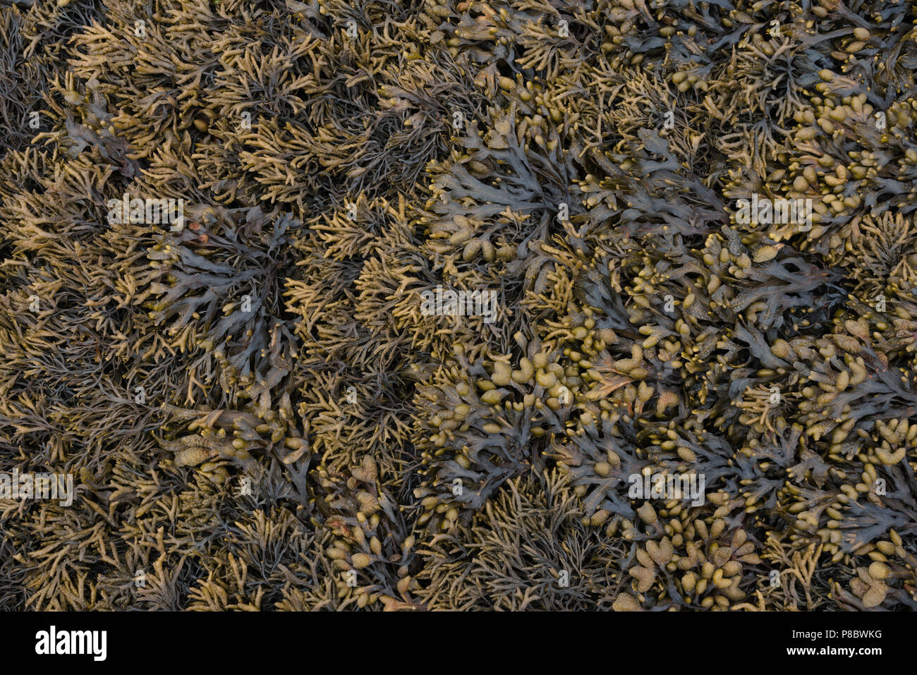Bladderwrack seaweed floating hi-res stock photography and images - Alamy