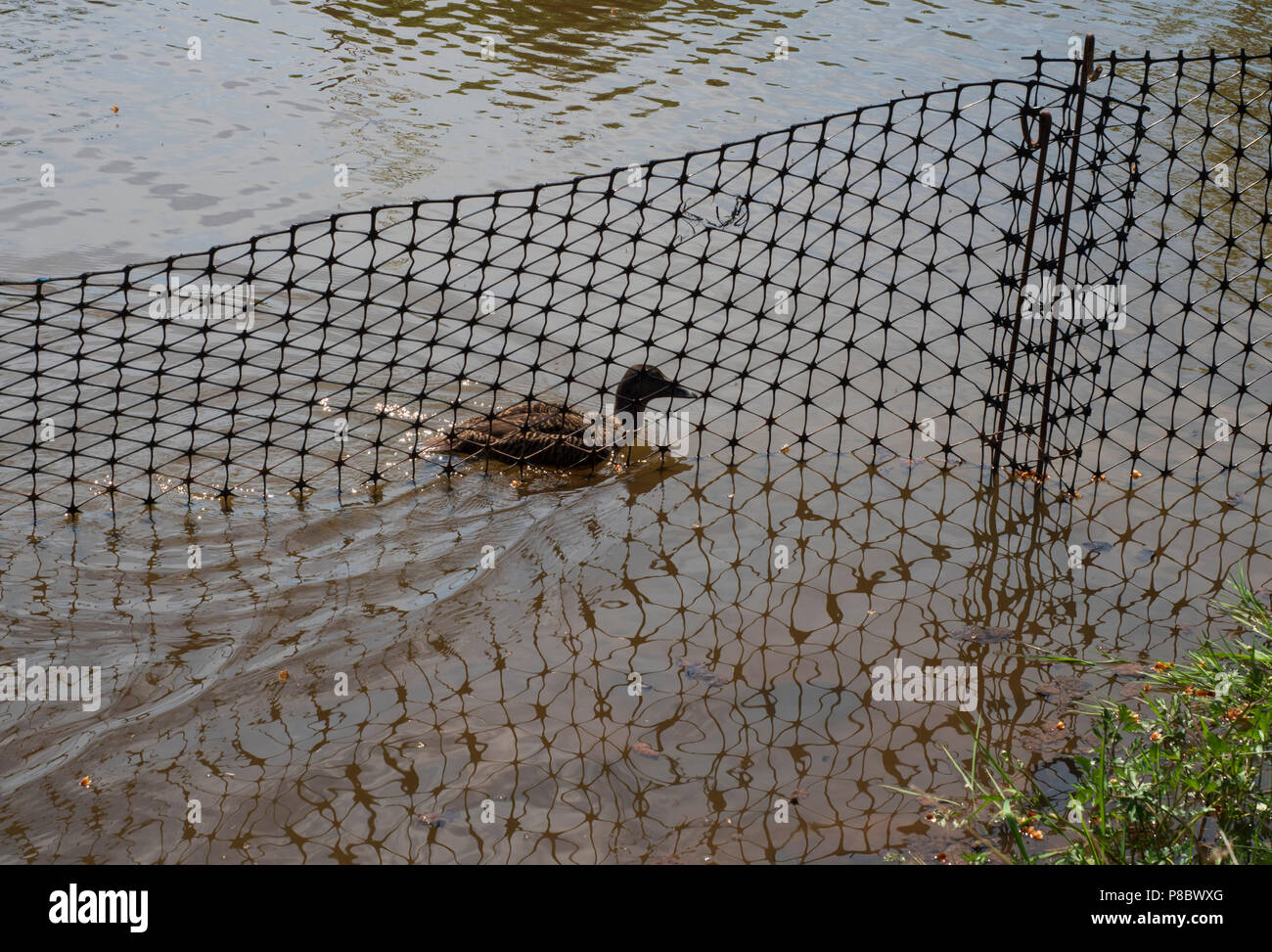 Oxton Pottery wildfowl centre south of the Soutra pass of the A68 route ...